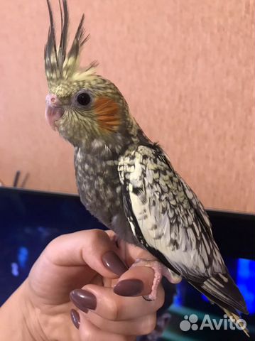 Абсолютно ручные птенцы корелл