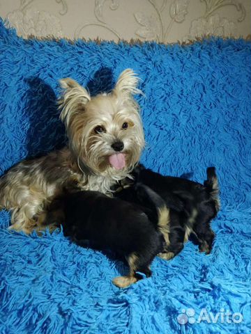 Йоркширский терьер