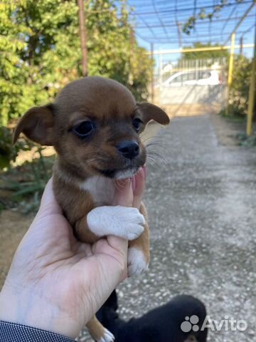 Щенки ищет семью