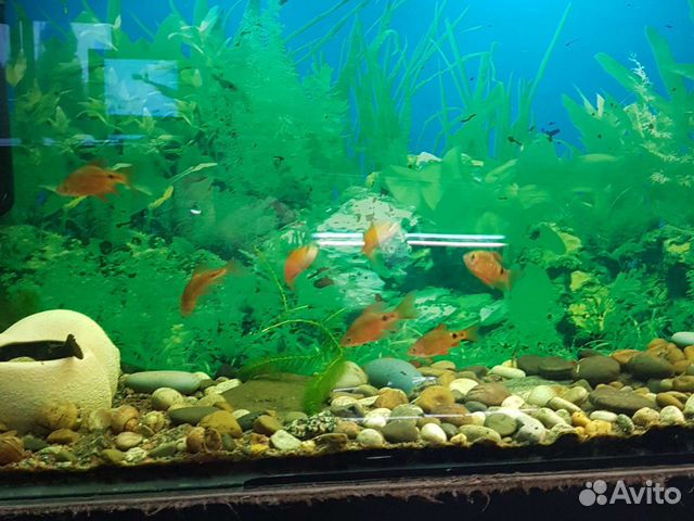 Аквариум с рыбками