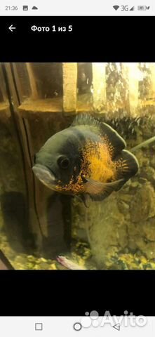 Рыба астронотус