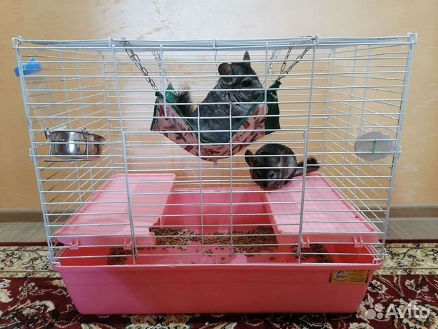 Шиншиллы пара