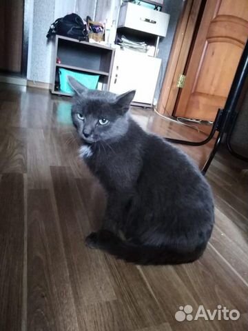 Найден котик СНТ Опора/Медик