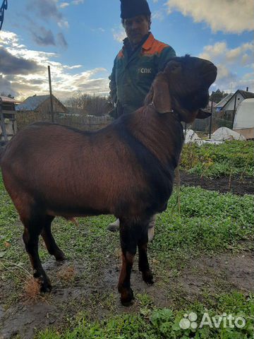 Козел нубийский 100