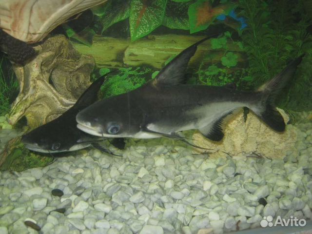 Акулий Пангасиус (акулий сом)