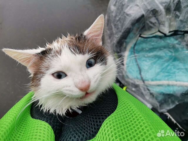 Редкий трехцветный голубоглазый котик для вязки