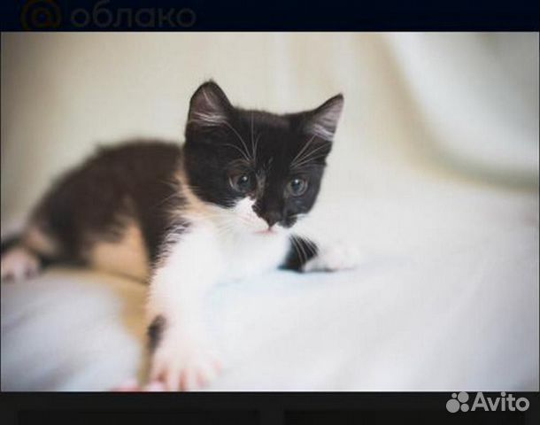 Плюшевый котенок -мальчишка в добрые руки