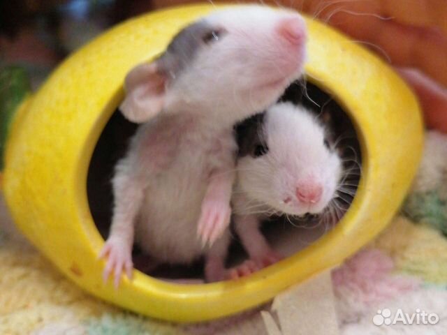 Крысята кудрявые дабл рекс