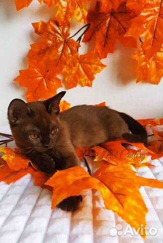 Бурманская порода европейского типа