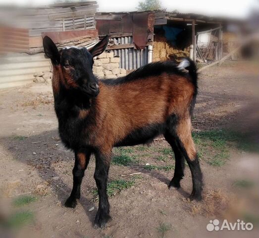 Козёл на случку