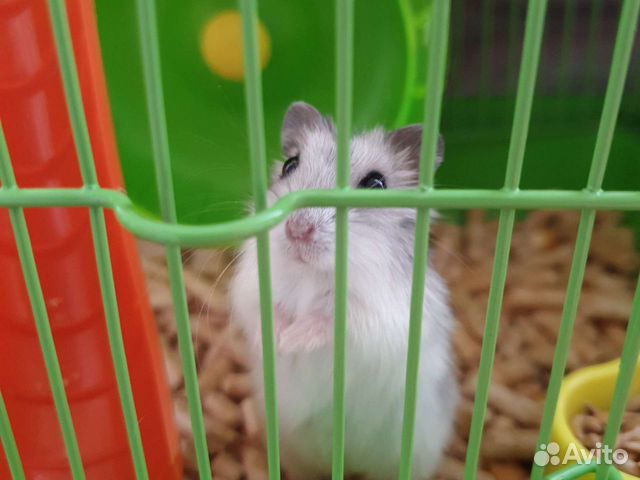 Джунгарик Хомка