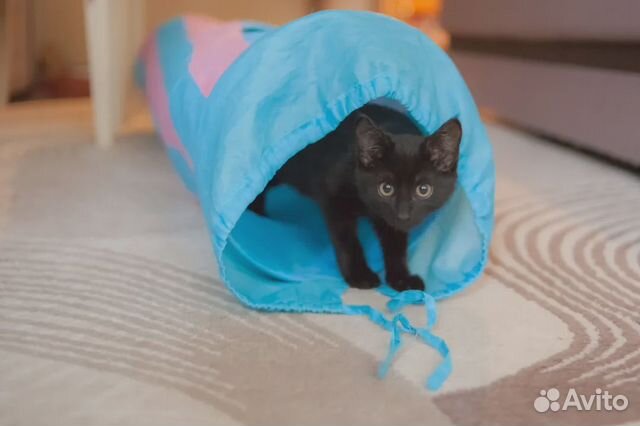 Буся в добрые руки