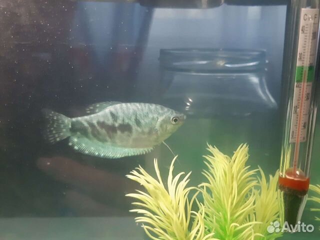 Рыба. Гурами