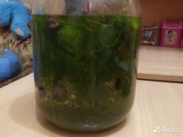 Водоросли с живыми улитками