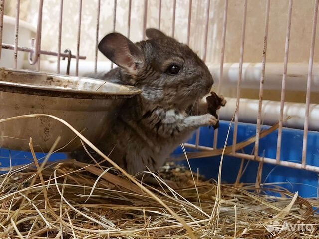 Шиншилла детёныш