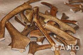 Оленьи рога