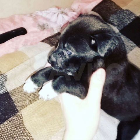 Щеночек лайки