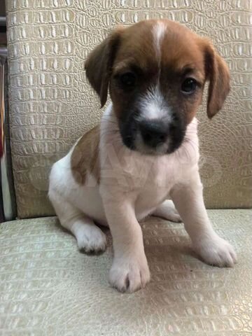 Щенки джек Рассел терьер щенки