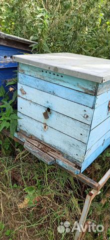 Ульи с пчелами и мёдом