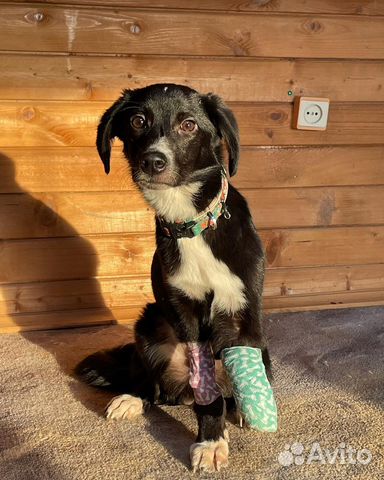 Трехлапый Егорка ищет родителей