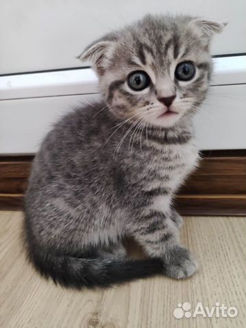 Британские котята