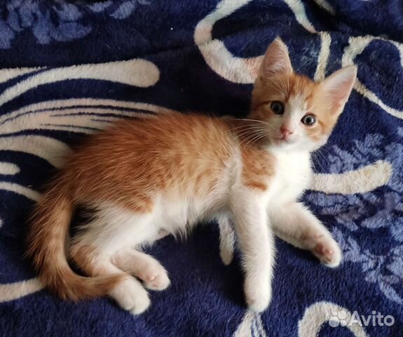 Хорошенький маленький котик, в заботливую семью