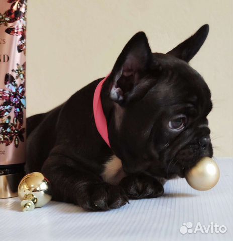 Французский бульдог чëрные малыши