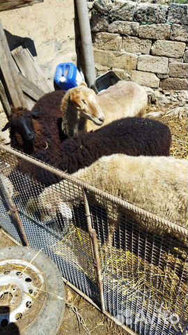 Продаю овец