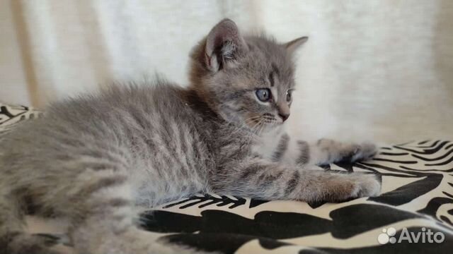 Котенок серенький. Мальчик