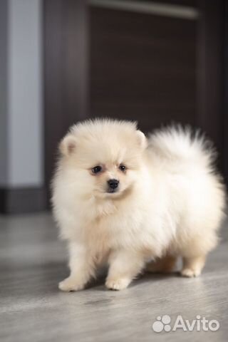 Два кремовых мальчика померанчика