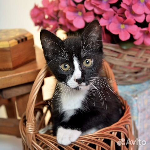Котёнок Мишка