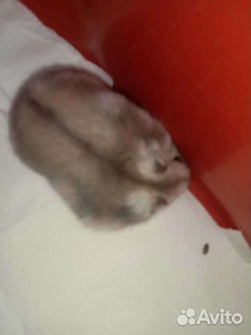 Джунгарский хомяк(мальчик)