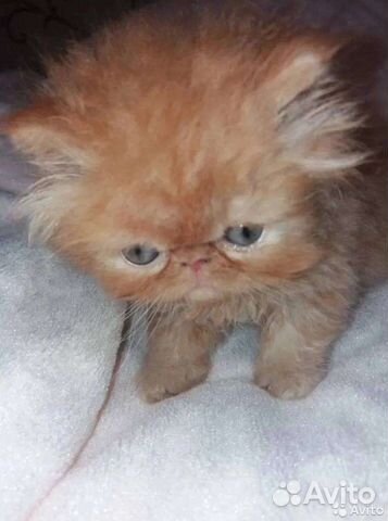 Мелкий кот дед