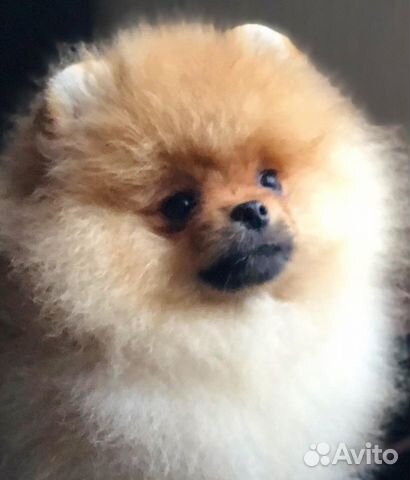 Шикарные щенки мини размера