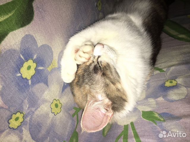 Отдам кошку в добрые руки