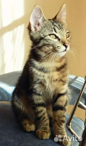 Котёнок в добрые ручки