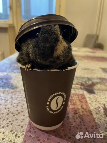 Морские свинки, Американский тедди