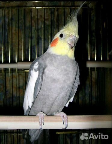 Попугай корелла с клеткой