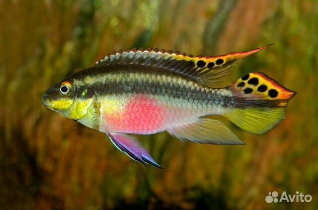 Пельвикахромис пульхер или рыбка попугайчик