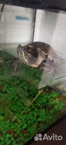 Черепаха с аквариумом и фильтром