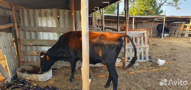 Корова стельная дойная