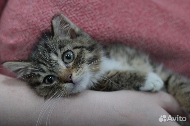 Котенок Хрюша ищет дом