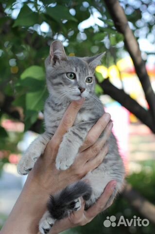 Котенок серый бесплатно