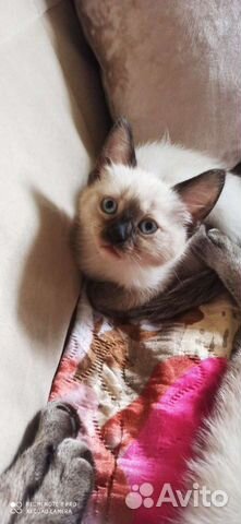 Котята тайской кошки
