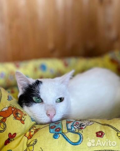 Сказка, кошка в добрые руки приют Ржевка