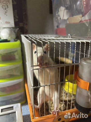 Декоративная крыса дамбо