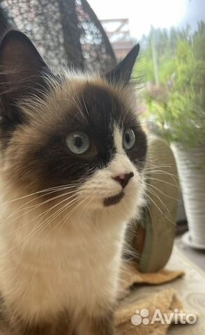 Кошка знакомство