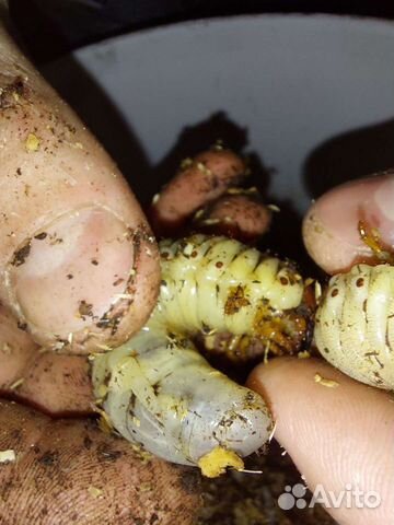 Личинка жука носорога