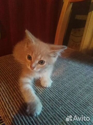 Котенок