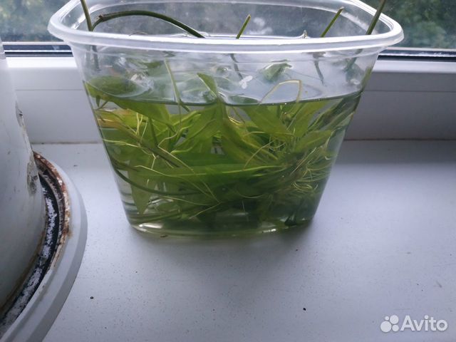 Эхинодорус и верхоплавка